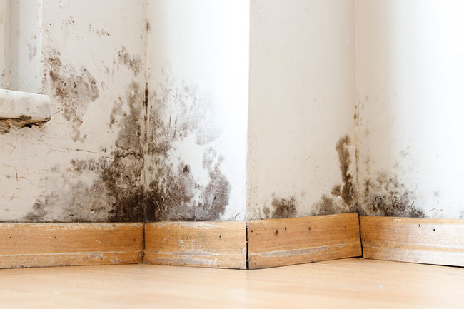 Moisture Control: Protecting Your Home from Mold and Mildew | Cape Fear ...